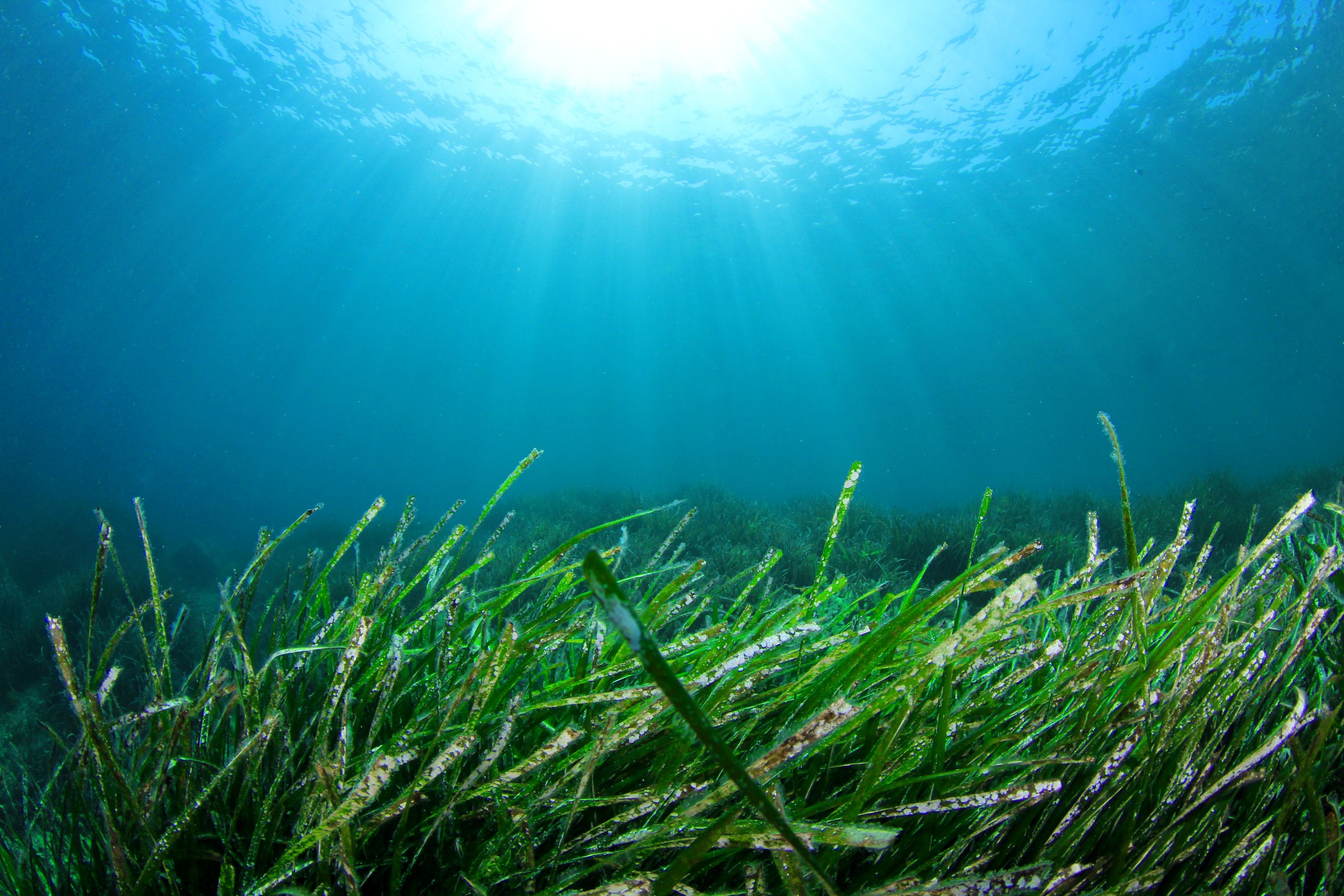 Threatened & Endangered Species Archives | Northern Gulf Environmental, LLC